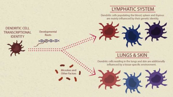 Scoperte nuove e speciali caratteristiche delle cellule dendritiche che ...