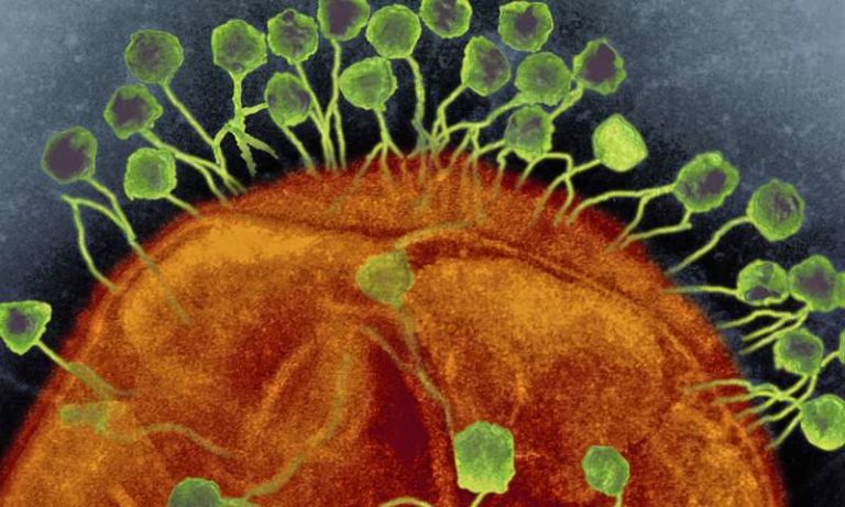 Terapia sperimentale dei fagi salva un paziente con infezione batterica ...