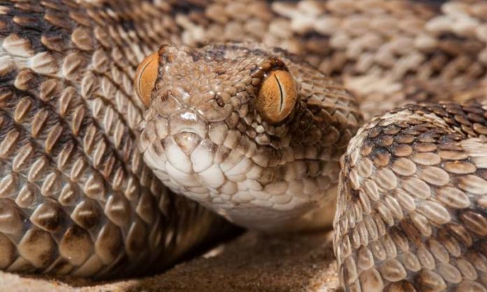 I ricercatori dimostrano un nuovo modo di trattare il morso di serpente ...