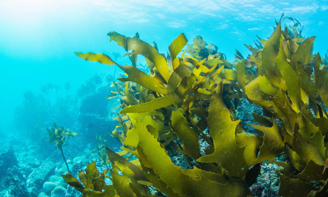 Negli studi sulle cellule, l'estratto di alghe supera Remdesivir nel ...