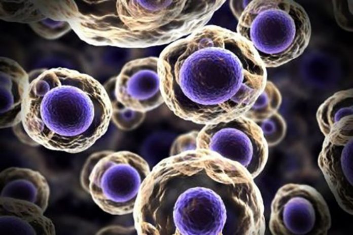 Ecco cosa la scienza sta imparando sulle cellule mutanti - MediMagazine