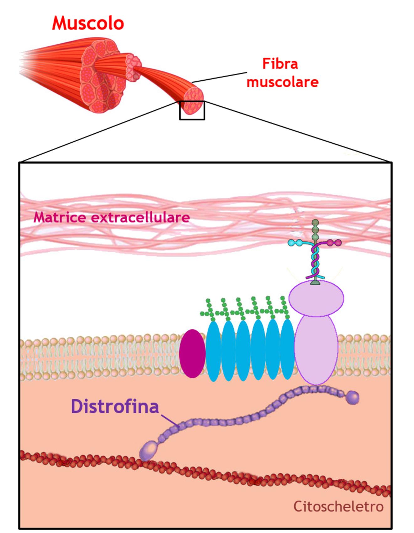 Duchenne: nuova terapia genica ripristina la distrofina - MediMagazine