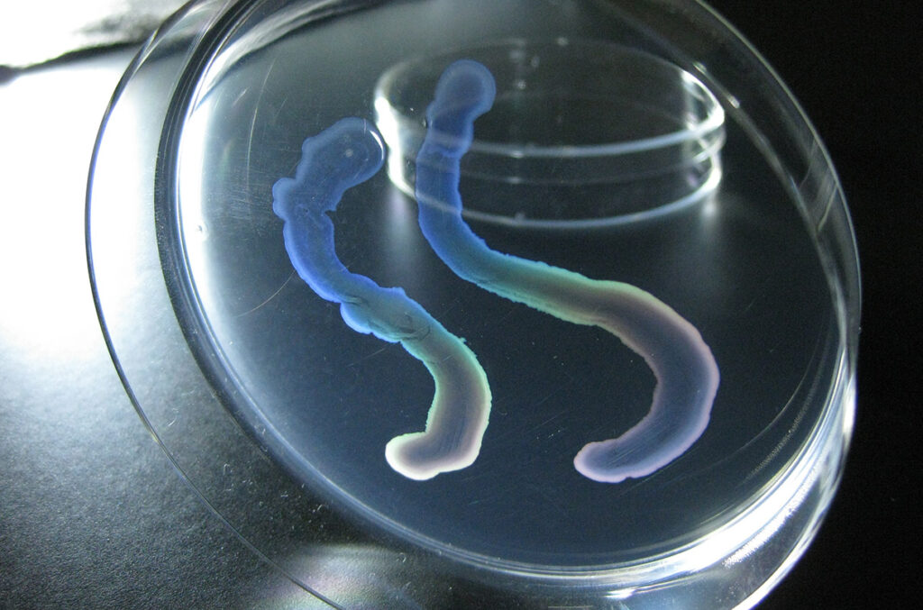 Il mistero dello strano microbo della caverna - MediMagazine