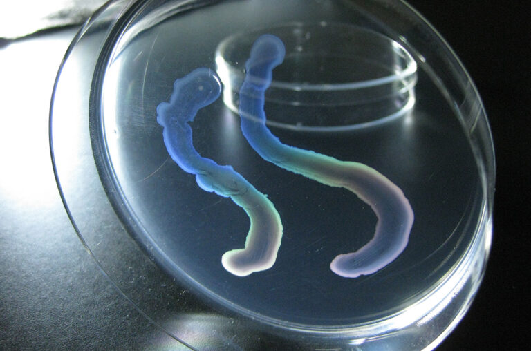 Il mistero dello strano microbo della caverna - MediMagazine