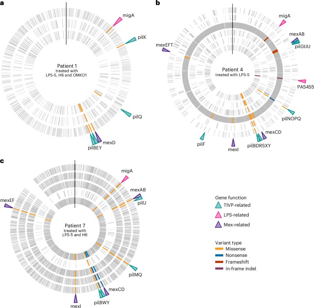 Fibrosi cistica: la terapia fagica può trattare la resistenza ai ...